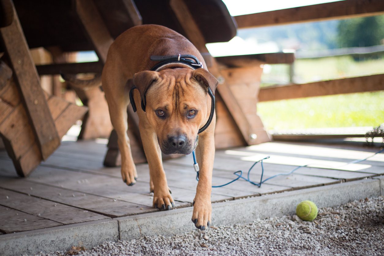 Why is the Dog Rabies Vaccine Important in Dyer, IN? - Dyer Animal Clinic