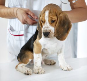 What is the DHPP Vaccination for Dogs? - Dyer Animal Clinic